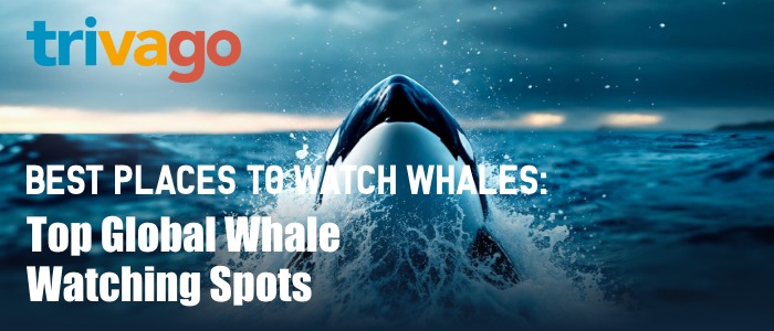 Best Places To Watch Whales: Top Global Whale Watching Spots