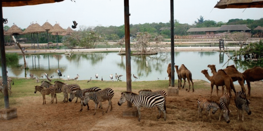 Discover Safari World | Wildlife Enthusiasts' Paradise