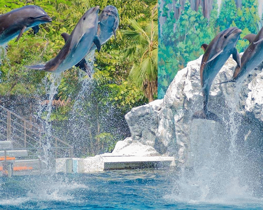 Discover Safari World | Wildlife Enthusiasts' Paradise