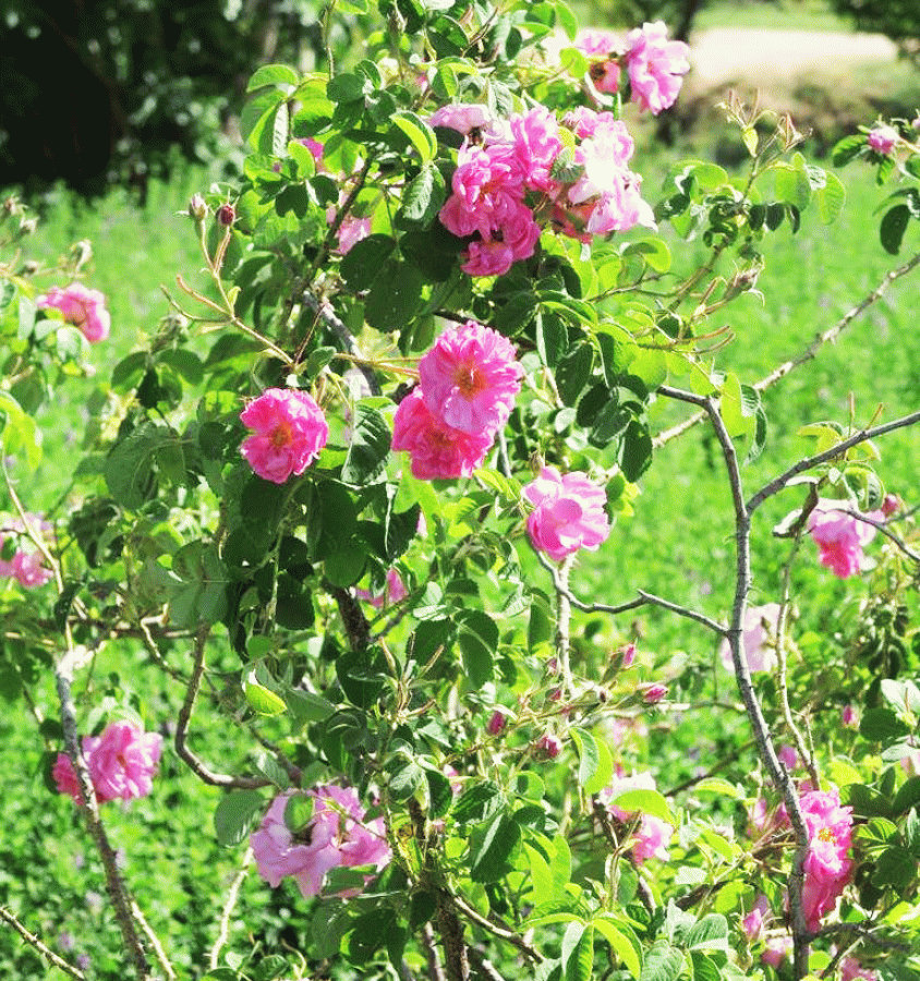 Rose Valley
