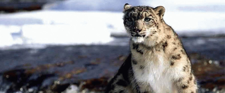 Jigme Dorji National Park: Hidden Bhutan Adventures